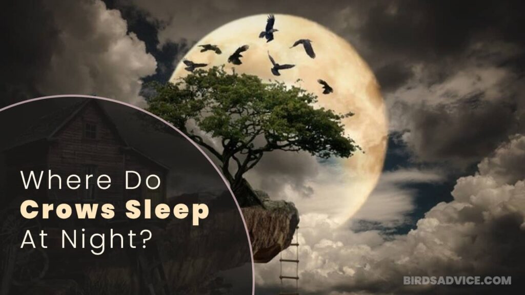 Where Do Crows Sleep At Night? Birds Advice