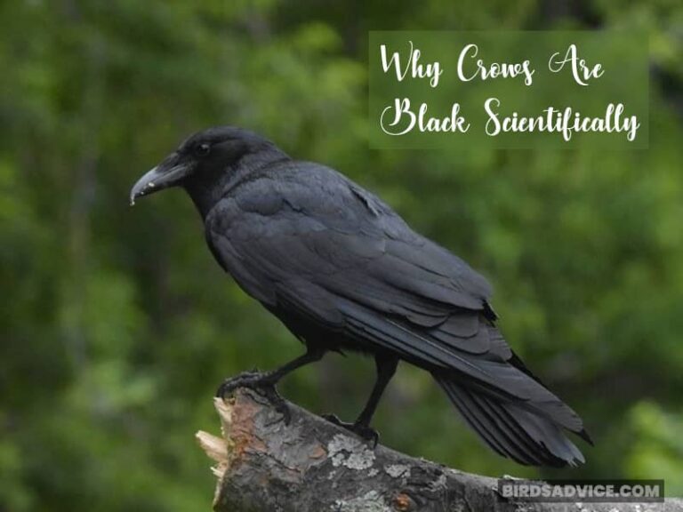 Why Are Crows Black? The Reasons You May Never Know