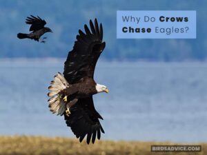 Do Crows Attack Eagles? Birds Advice