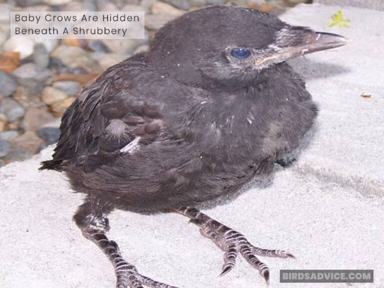 Why Do You Never See Baby Crows? Secret Revealed!