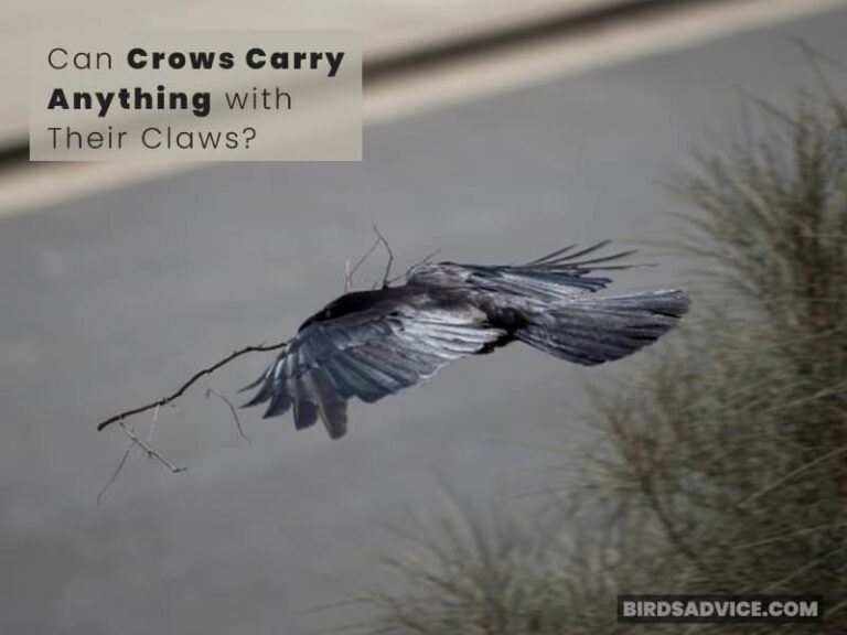How Much Weight Can A Crow Carry? Birds Advice