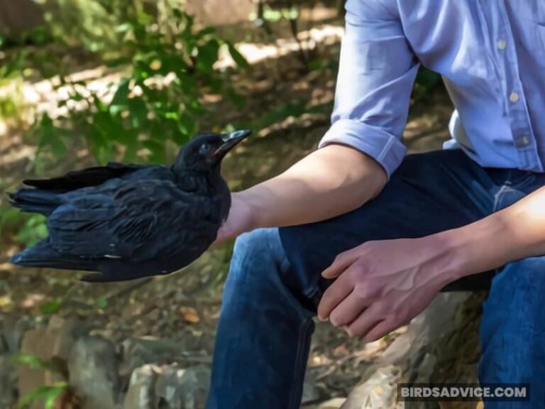 4 SIMPLE Strategies To Help A Crow That Can’t Fly