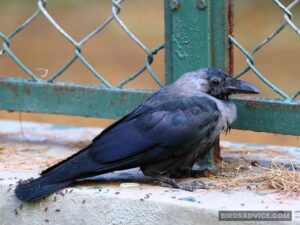 4 SIMPLE Strategies To Help A Crow That Can’t Fly