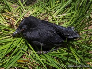 4 SIMPLE Strategies To Help A Crow That Can’t Fly