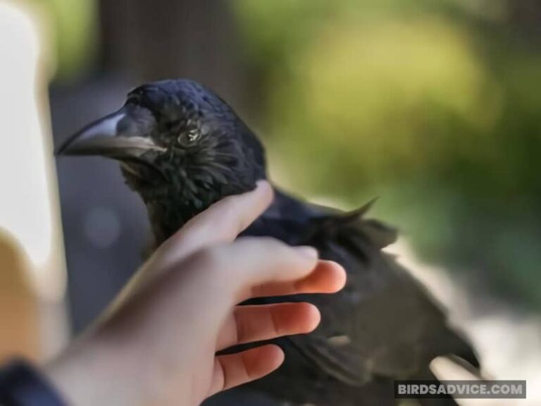 4 SIMPLE Strategies To Help A Crow That Can’t Fly