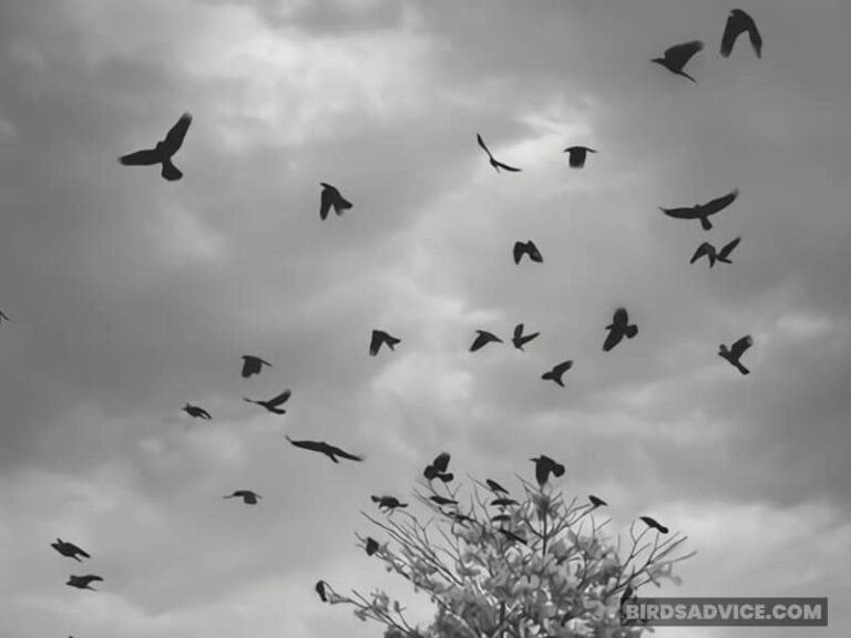 Why Do Crows Make Noise At Night? 7 Probable Reasons
