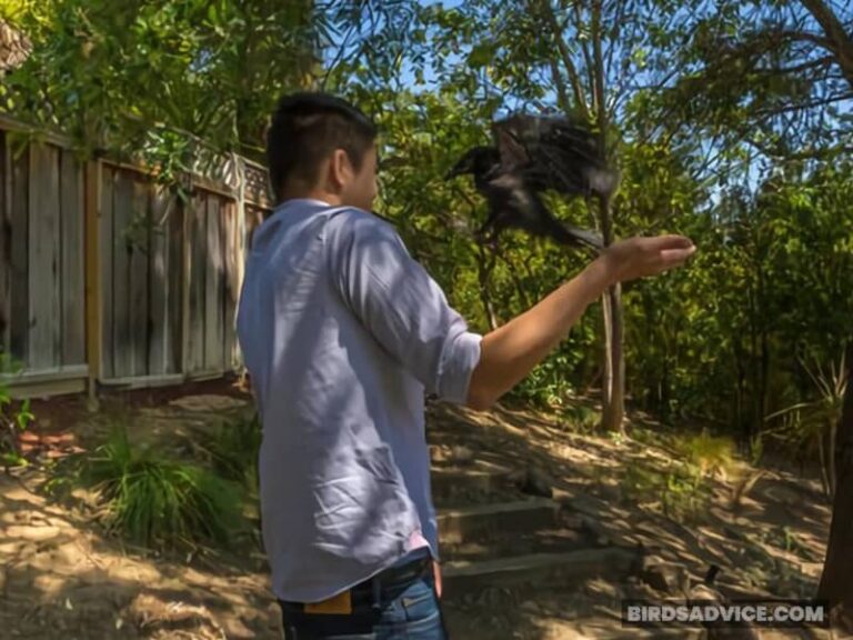 4 SIMPLE Strategies To Help A Crow That Can’t Fly