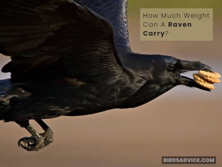 How Much Weight Can A Crow Carry? Birds Advice