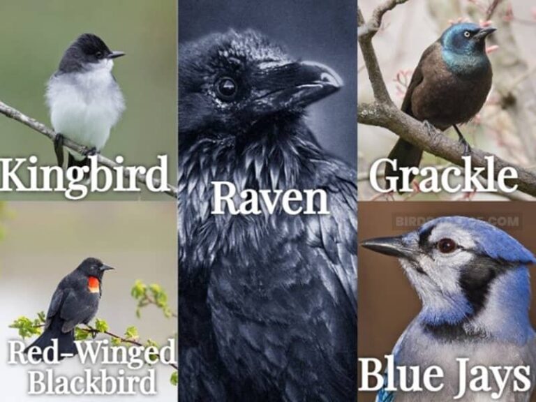 What Are Predators Of Crows? Birds Advice