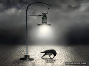 Why Do Crows Make Noise At Night? 7 Probable Reasons