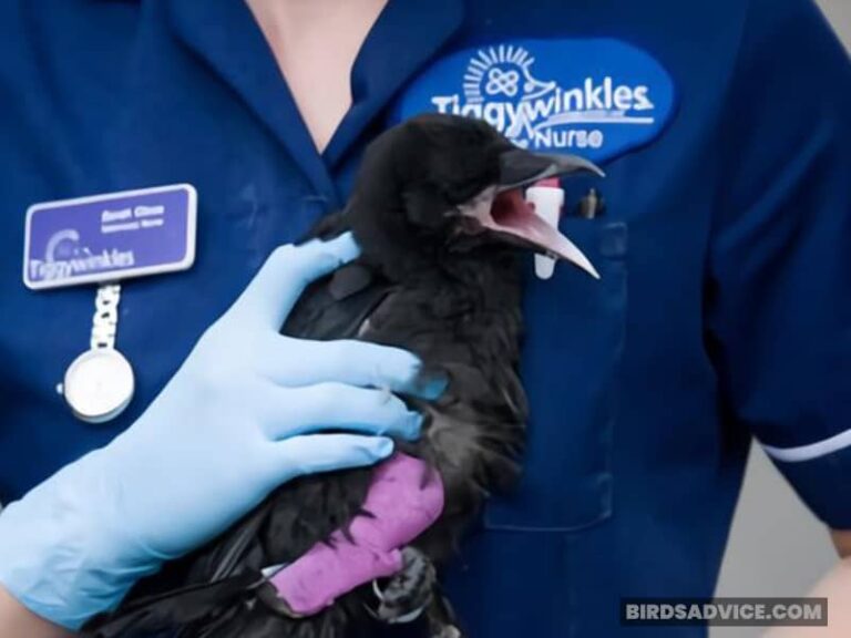 4 SIMPLE Strategies To Help A Crow That Can’t Fly