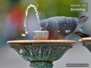 How Do Birds Drink Water In The Winter? Birds Advice