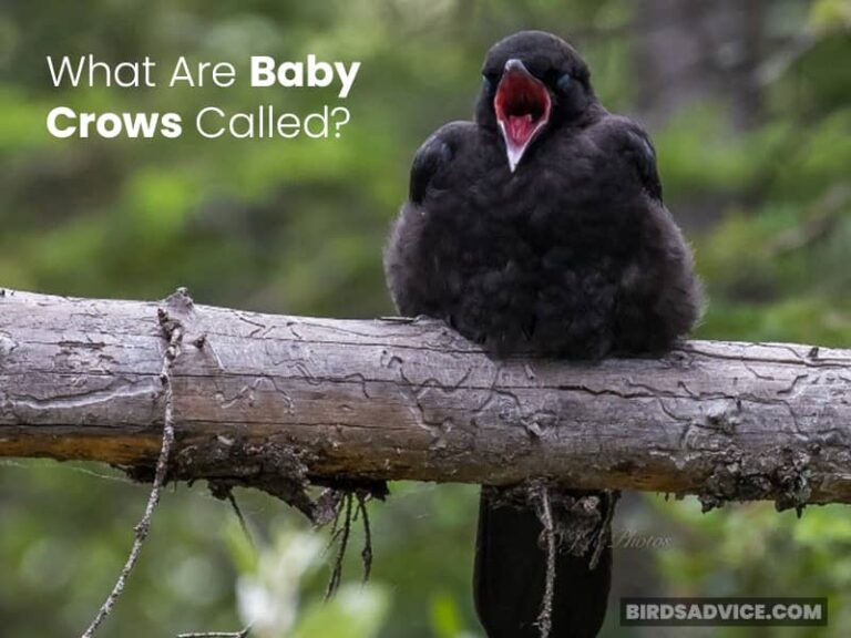 Why Do You Never See Baby Crows? Secret Revealed!