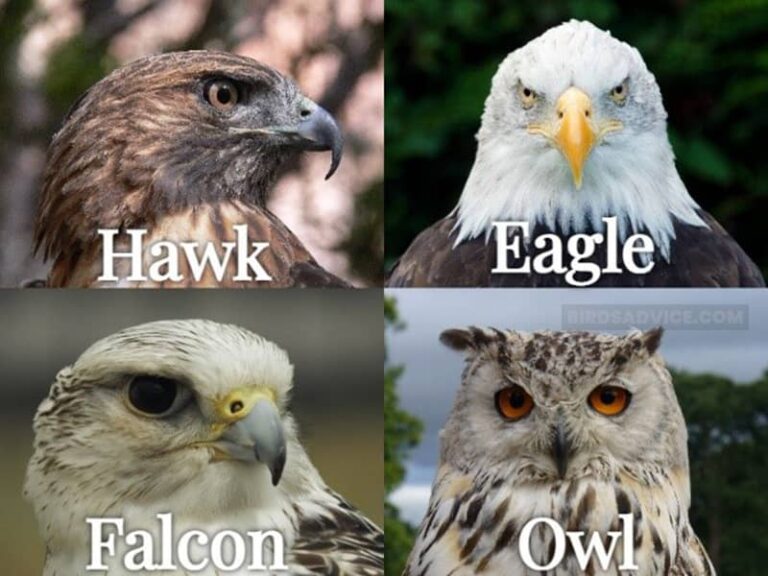 What Are Predators Of Crows? Birds Advice