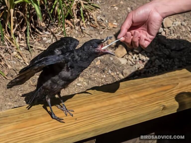 Why Do You Never See Baby Crows? Secret Revealed!