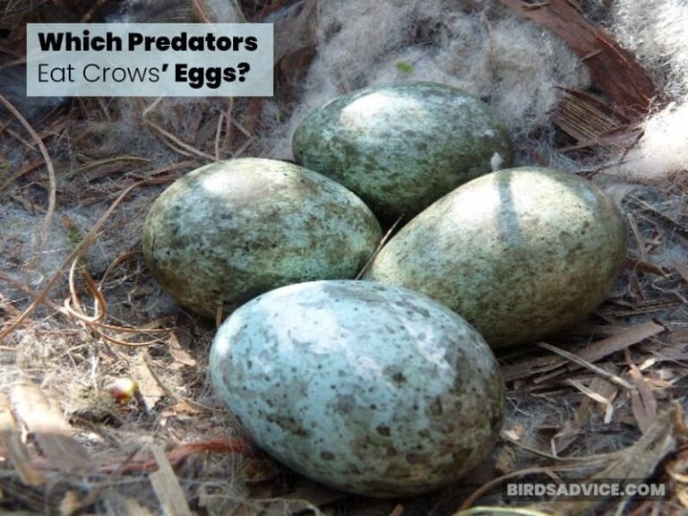 What Are Predators Of Crows? Birds Advice