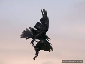 Why Do Crows Attack Other Crows? Birds Advice