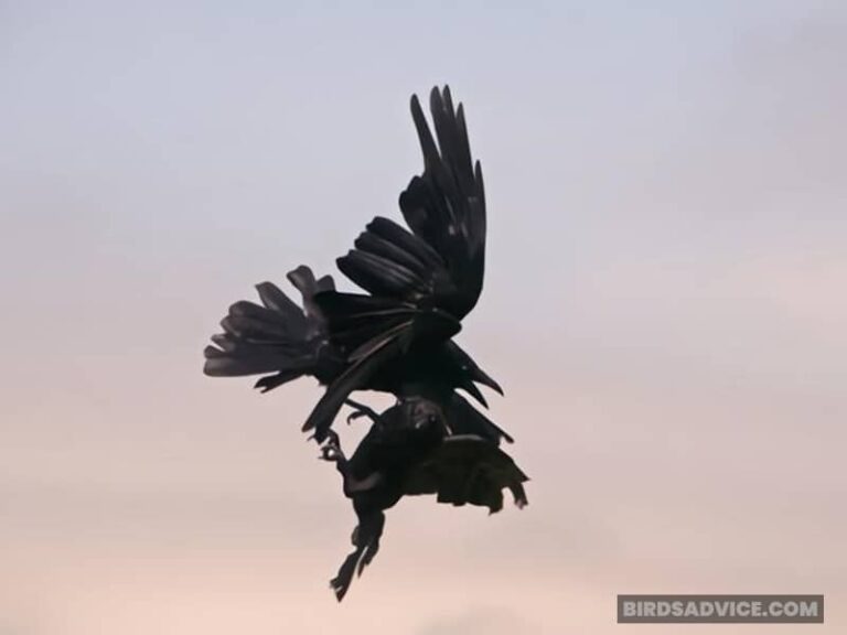 Why Do Crows Attack Other Crows? Birds Advice