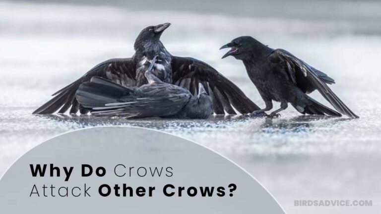 Why Do Crows Attack Other Crows? Birds Advice