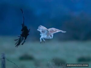 Do Crows Attack Owls? [And Vice Versa] Birds Advice