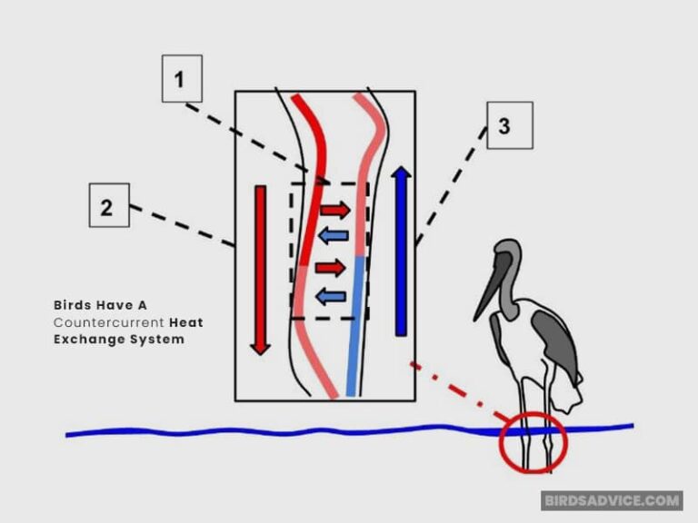 Why Don't Birds Feet Freeze In Cold Weather? Birds Advice