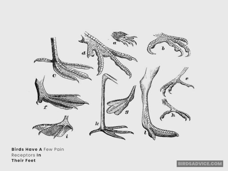 Why Don't Birds Feet Freeze In Cold Weather? Birds Advice