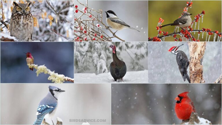 10 Birds That Don't Migrate In Winter | Birds Advice
