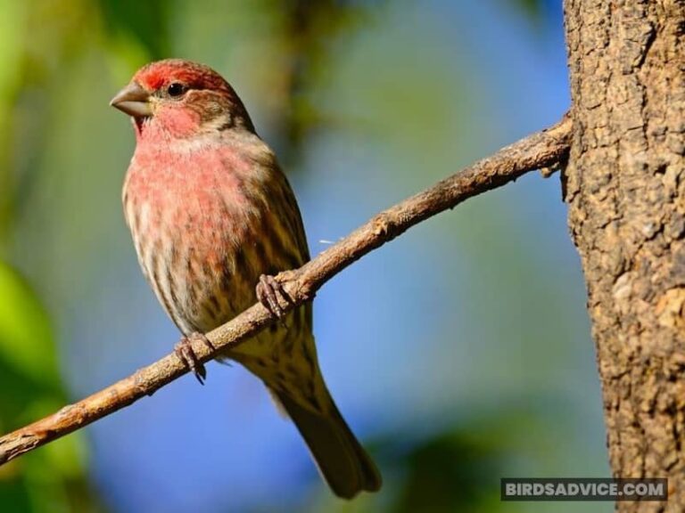 Feeding Winter Birds in Florida | Birds Advice