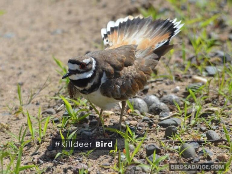 Which Birds Make Nests On The Ground? Birds Advice