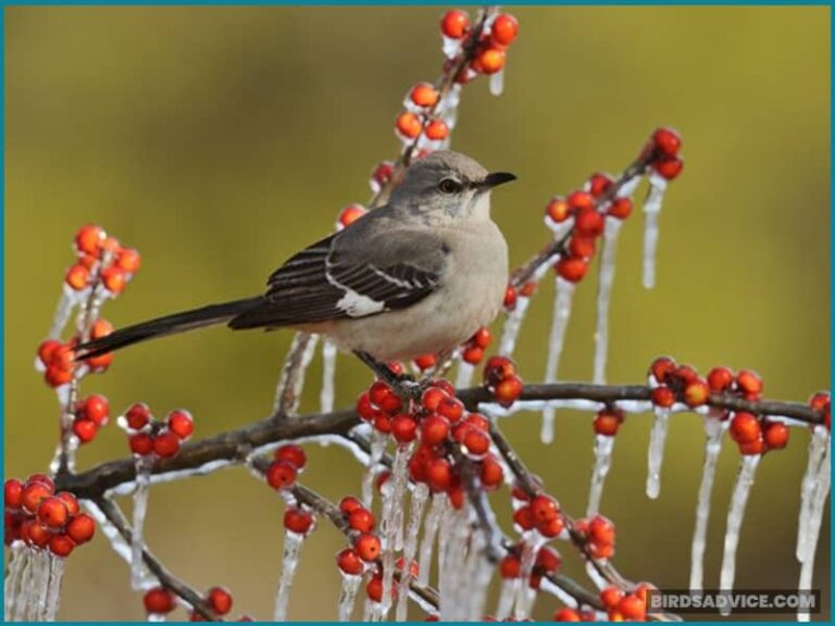 10 Birds That Don't Migrate In Winter | Birds Advice