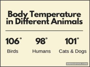 How Cold Can Birds Survive? Can They Freeze To Death?