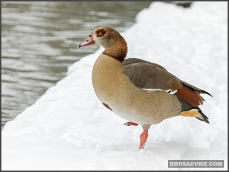 How Cold Can Birds Survive? Can They Freeze To Death?