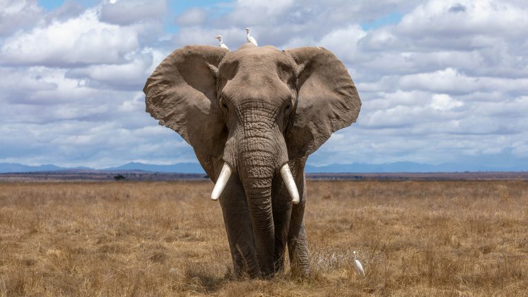 Research Shows How Truly Empathic Elephants Can Be