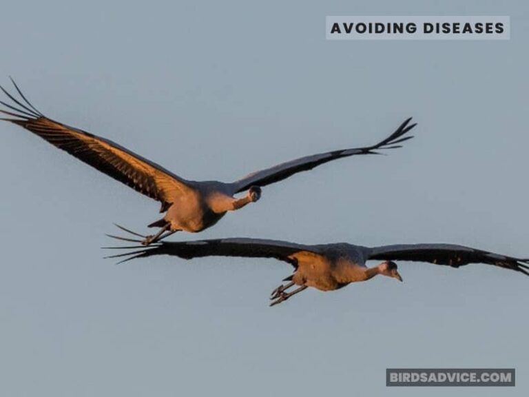 Why Do Some Birds Migrate And Others Don't? Birds Advice