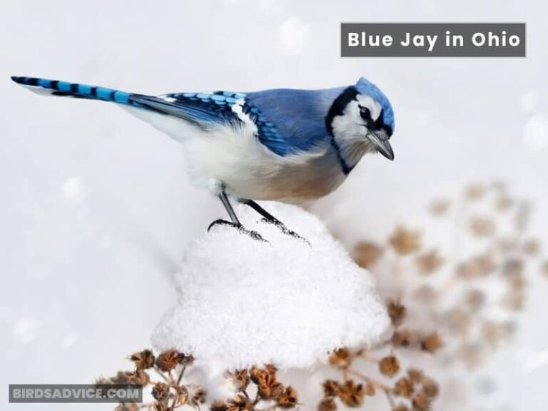 Feeding Winter Birds In Ohio | Birds Advice