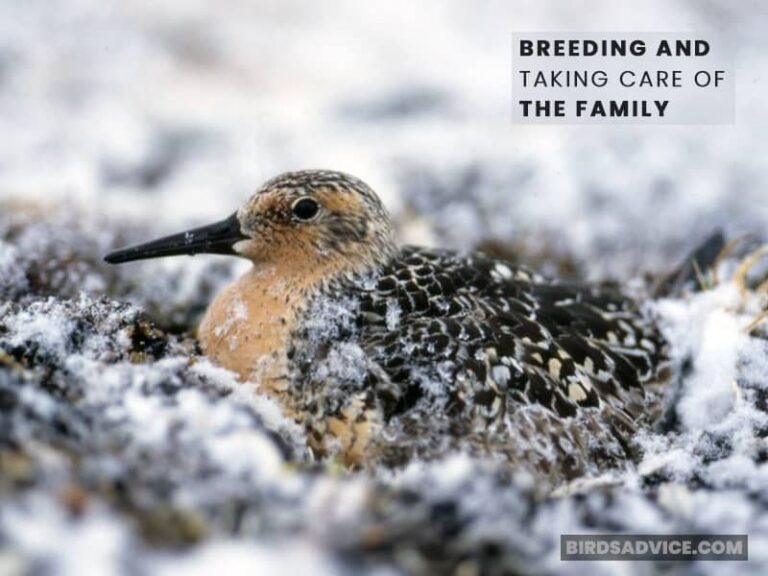 Why Do Some Birds Migrate And Others Don't? Birds Advice