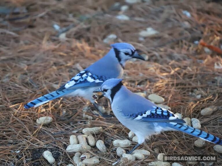 6 Ways Of Getting Rid Of Aggressive Blue Jays | Birds Advice