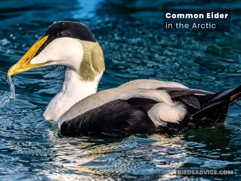 30 Birds That Live in the Arctic | North Pole Birds