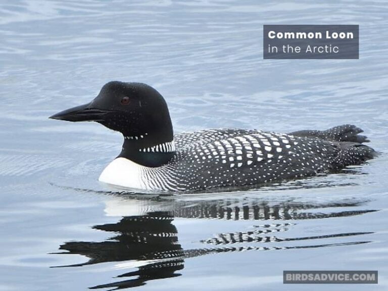 30 Birds That Live in the Arctic | North Pole Birds