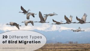 20 Different Types Of Bird Migration | Birds Advice