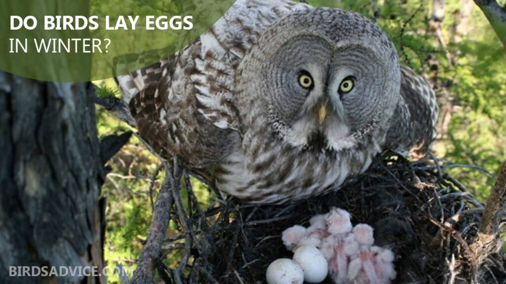 Do Birds Lay Eggs In Winter? 6 Late Egg Layers - Birds Advice