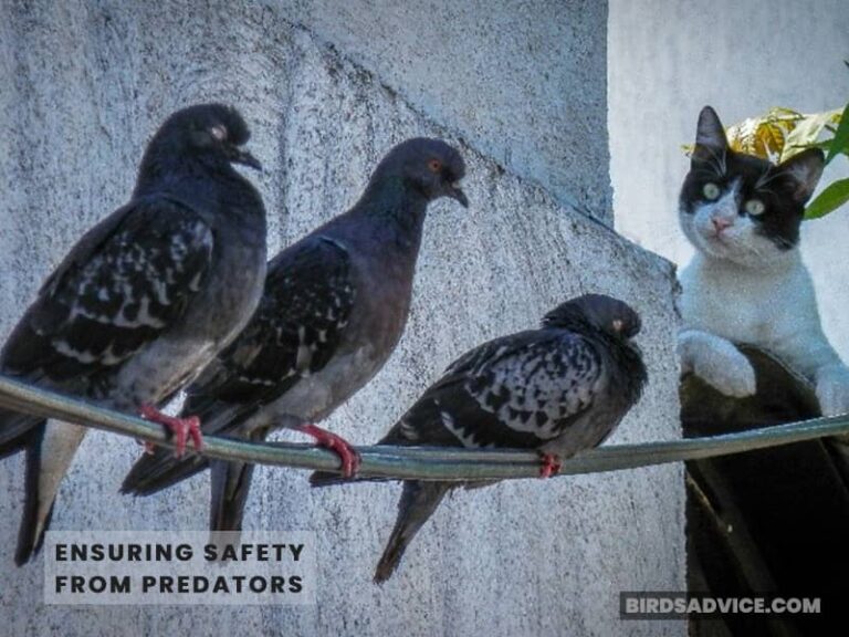 Why Do Some Birds Migrate And Others Don't? Birds Advice