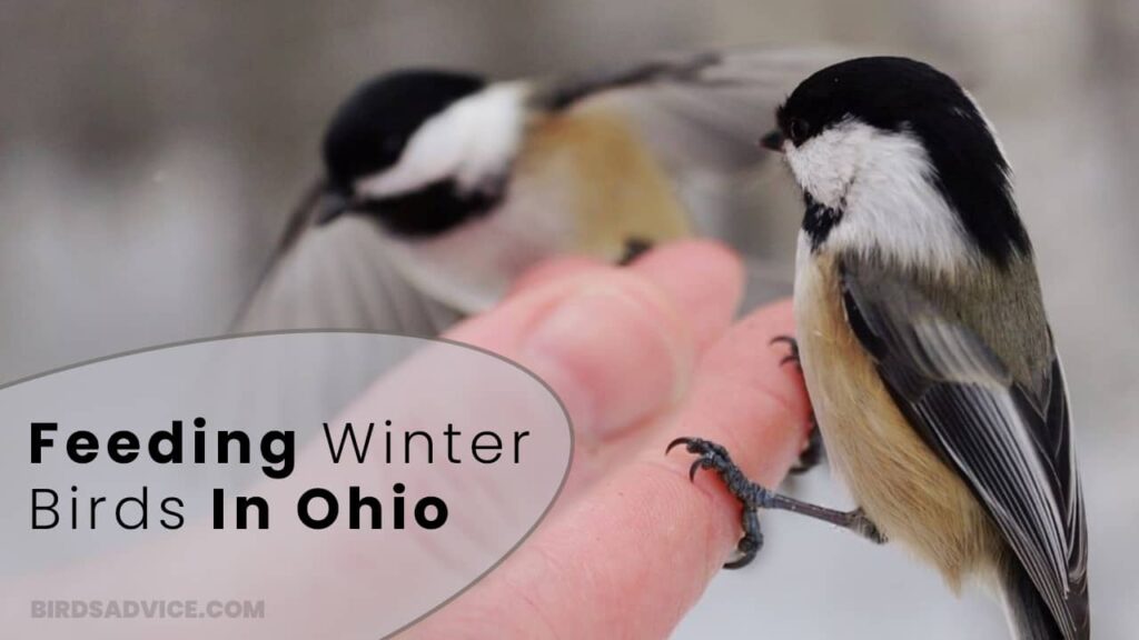 Feeding Winter Birds In Ohio | Birds Advice