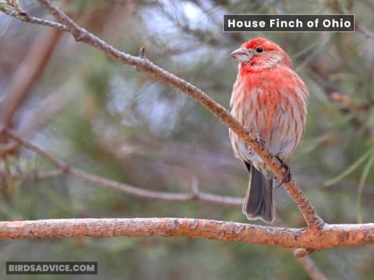 Feeding Winter Birds In Ohio | Birds Advice