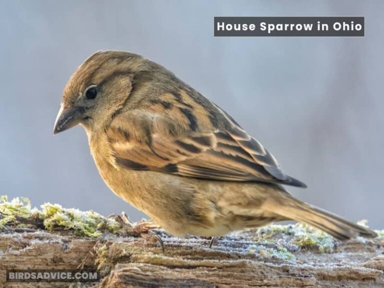 Feeding Winter Birds In Ohio | Birds Advice