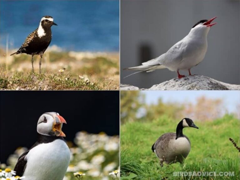 20 Different Types Of Bird Migration | Birds Advice