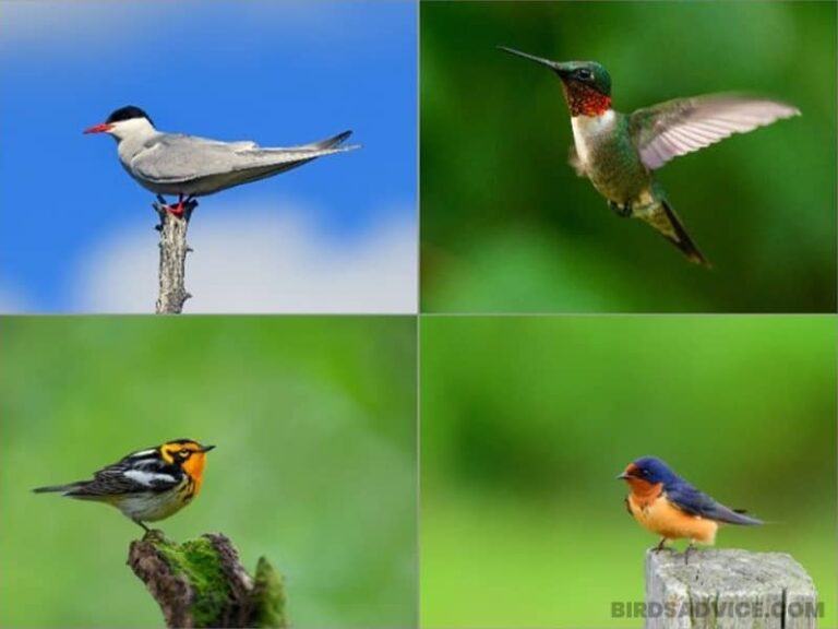 20 Different Types Of Bird Migration | Birds Advice