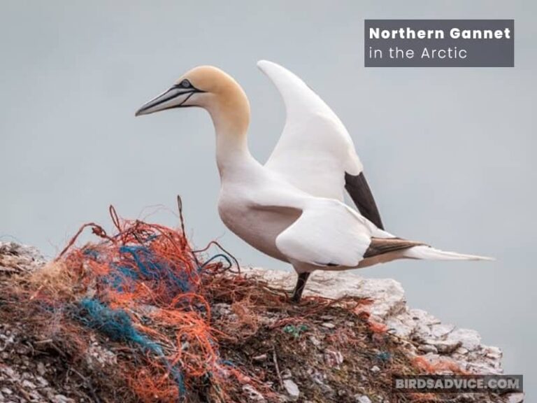 30 Birds That Live in the Arctic | North Pole Birds