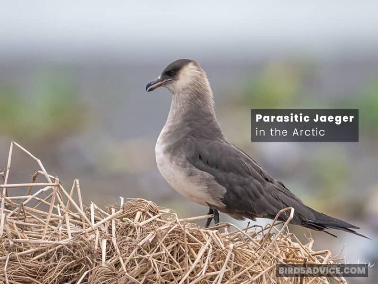30 Birds That Live in the Arctic | North Pole Birds