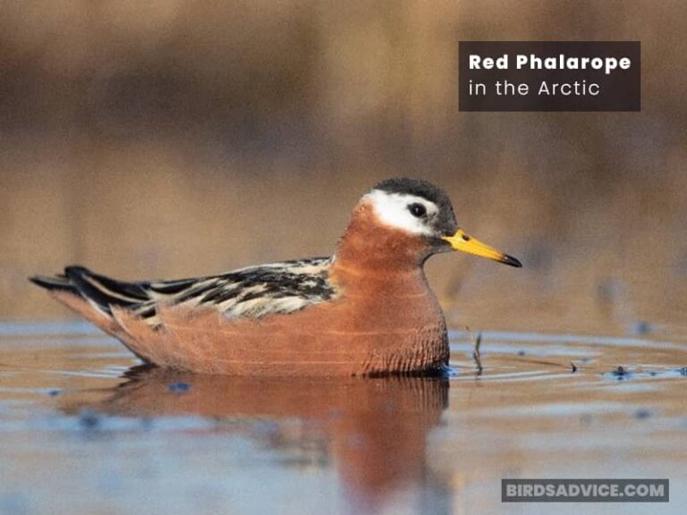 30 Birds That Live in the Arctic | North Pole Birds